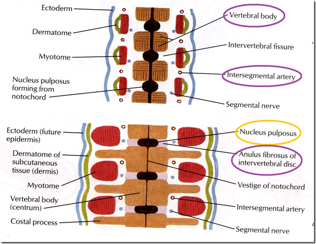 Development of vertebral column | DentMistry